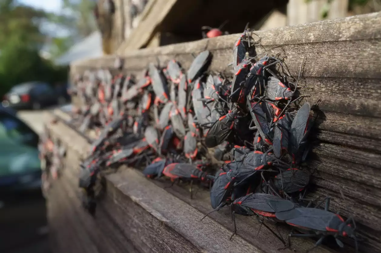 How To Get Rid Of Box Elder Beetles | 5 Easy Steps