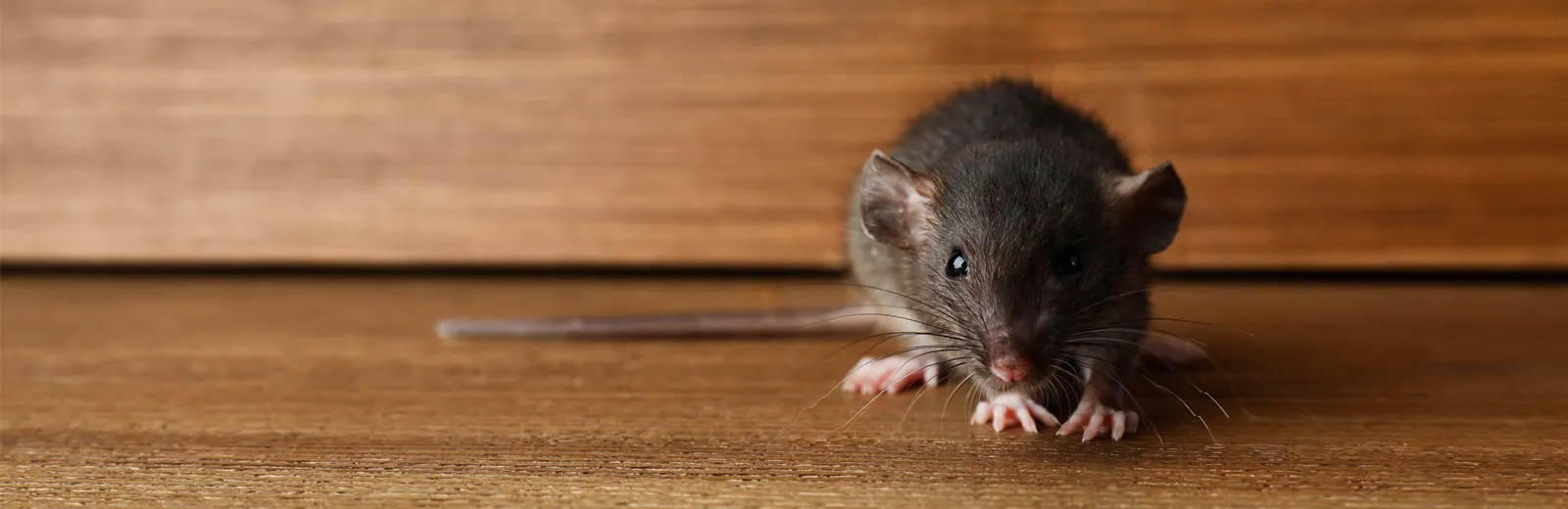 How to Make Rodent Repellent I All Seasons Pest Control