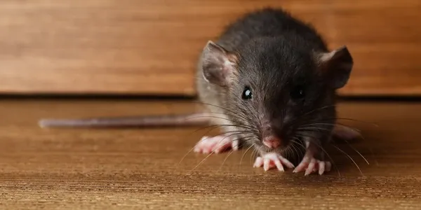 Pest Exterminators in Southgate | All Seasons Pest Control